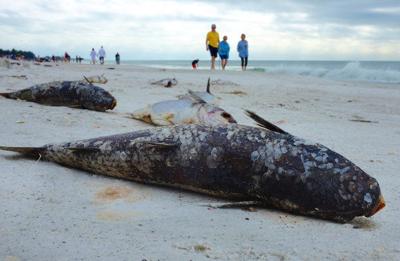 Dead mullet wash up on Anna Maria Island | News Archives | yoursun.com