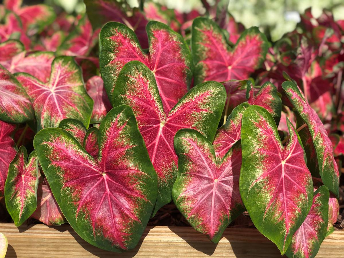 Blooming business of caladiums | News | yoursun.com