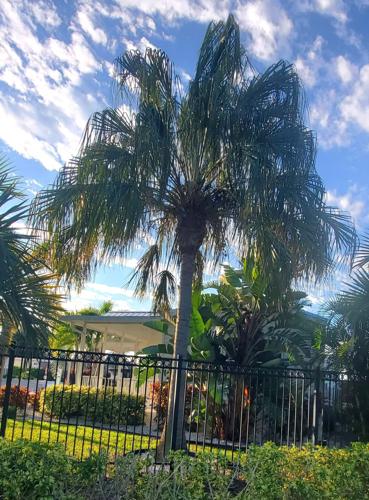 COLUMN: All tied up in a ribbon: a ribbon palm for your landscape ...
