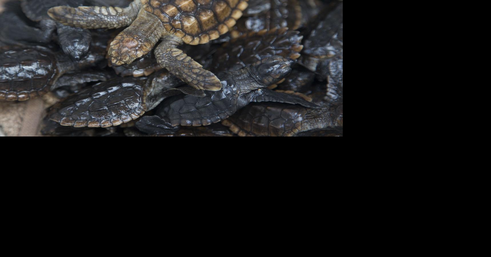 Turtle numbers up; nests hatching | News Archives | yoursun.com