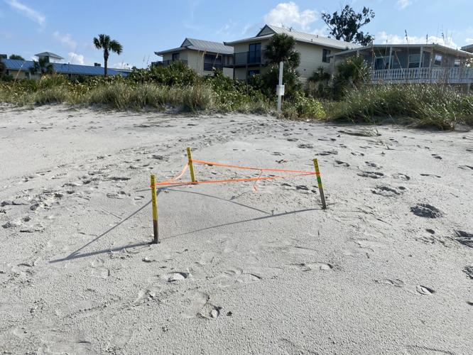 Idalia's erosion takes toll on turtles | News | yoursun.com