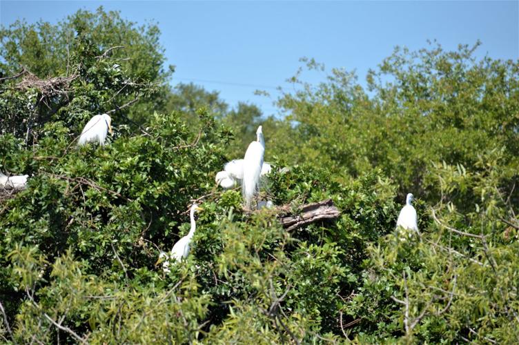 Looking for winged beauties at the Venice Rookery | Go! | yoursun.com