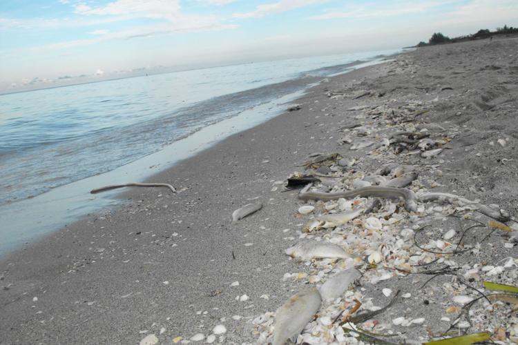 Red tide, fish kills reported on Gulf beaches | News Archives | yoursun.com