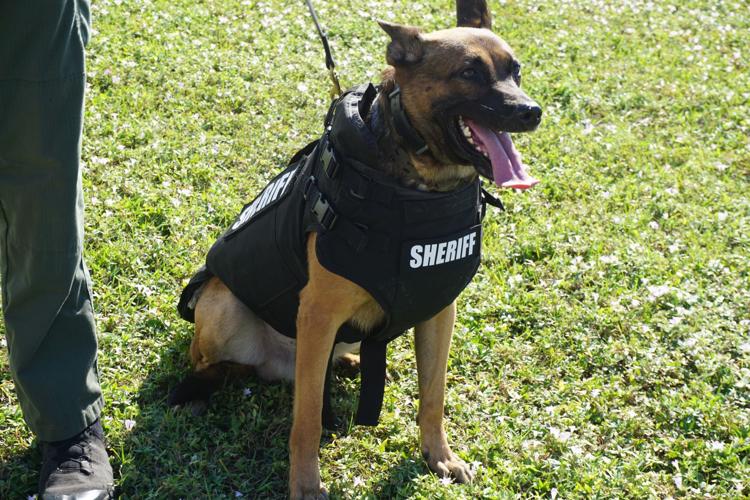 CCSO: K9 Scar was 'patient and loyal' | Port Charlotte News | yoursun.com