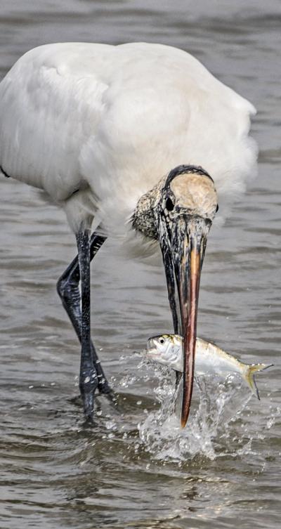 Fabulous wood storks | Waterline | yoursun.com