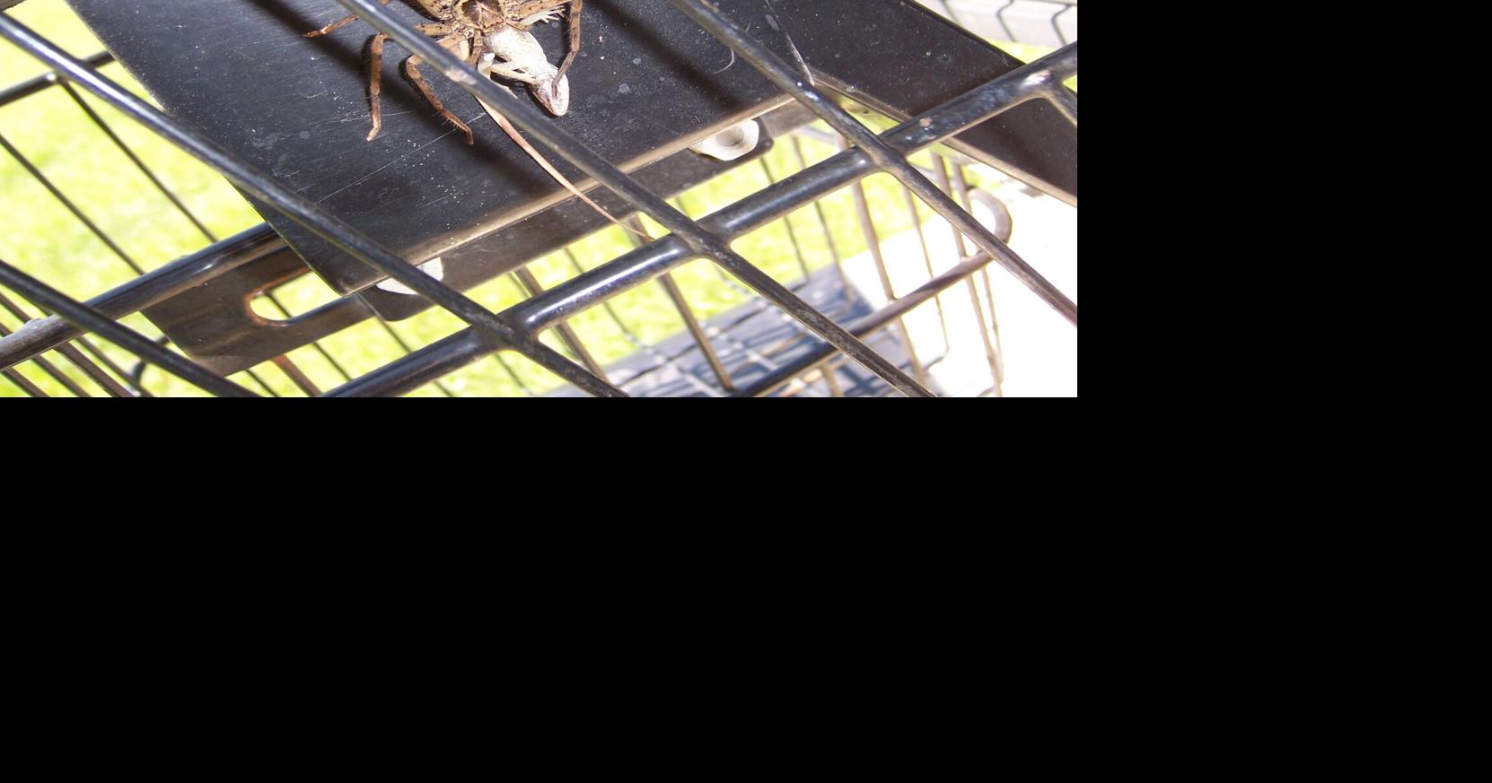 COLUMN: Is there a huntsman in your house? | Port Charlotte News ...