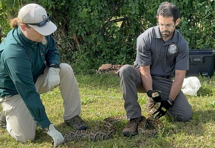 On python patrol: Burmese pythons have been seen in area | Port ...
