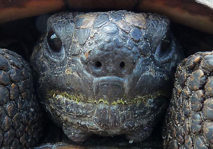 40th Annual Gopher Tortoise Council draws representatives from six ...