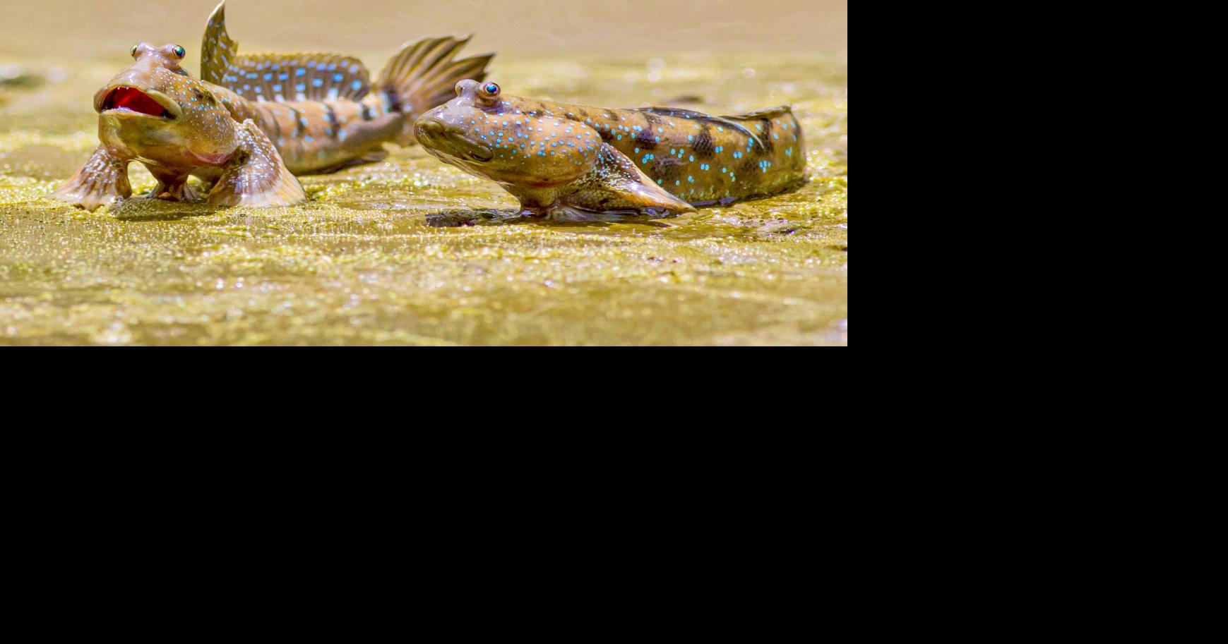 What makes a fish a fish? | Waterline | yoursun.com