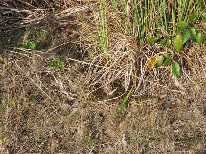 Burmese pythons migrating into region | Port Charlotte News | yoursun.com