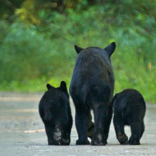 Bears in your backyard | News Archives | yoursun.com
