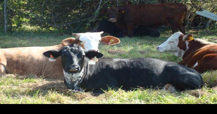 Beef prices spur rustling | News Archives | yoursun.com