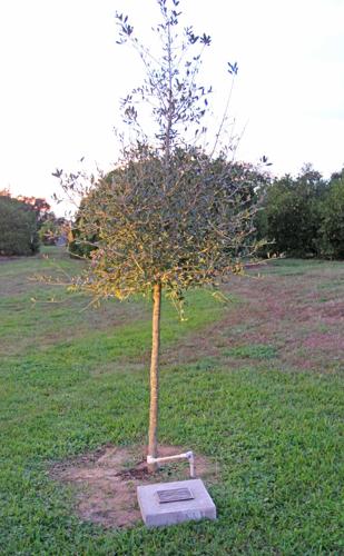 Wilson, Johnston, Jackson honored for love of library | Newsarchives ...