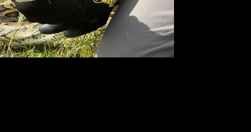 On python patrol: Burmese pythons are being captured in region | Port ...