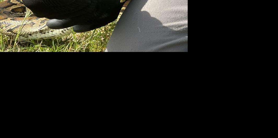 On python patrol: Burmese pythons are being captured in region | Port ...