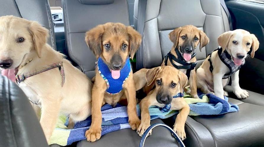 Project Phoenix to rescue 'potcakes' dogs from the Bahamas | | yoursun.com