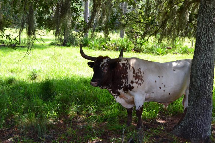 The Future of Old Florida | News Archives | yoursun.com