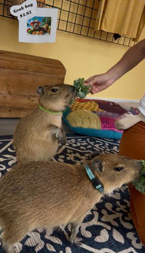HAPYCAPYLIFE: Humane Society program lets locals play with capybaras ...
