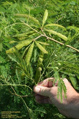 Rooting out invasive species | The Daily Sun | yoursun.com