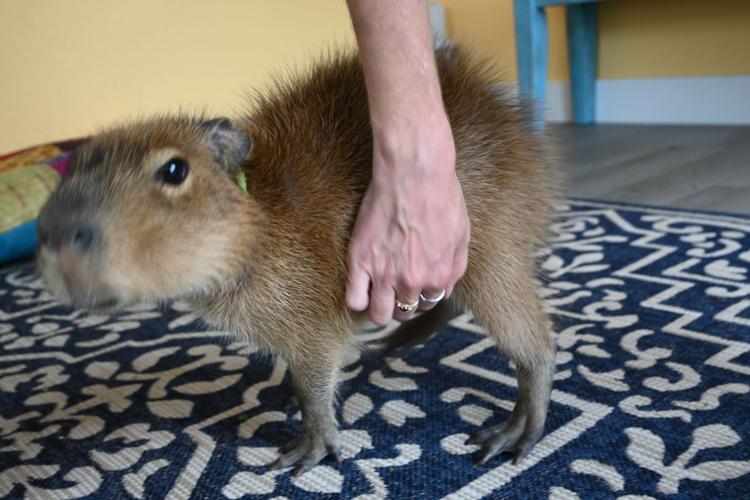 HAPYCAPYLIFE: Humane Society program lets locals play with capybaras ...