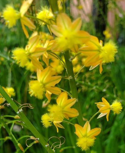 COLUMN: Plant rewind - have a fun time with bulbine | Daily Break ...