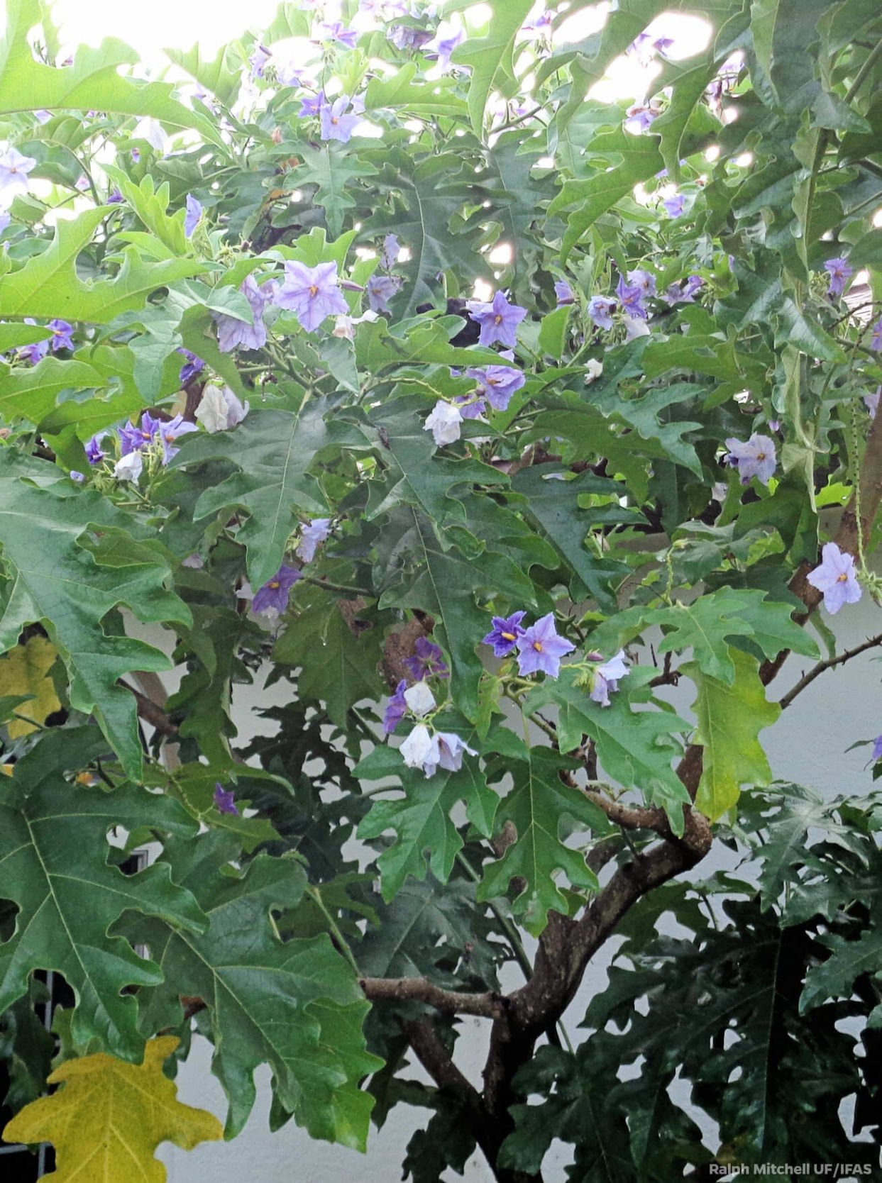 Column: The giant potato tree can be a showstopper | News | yoursun.com
