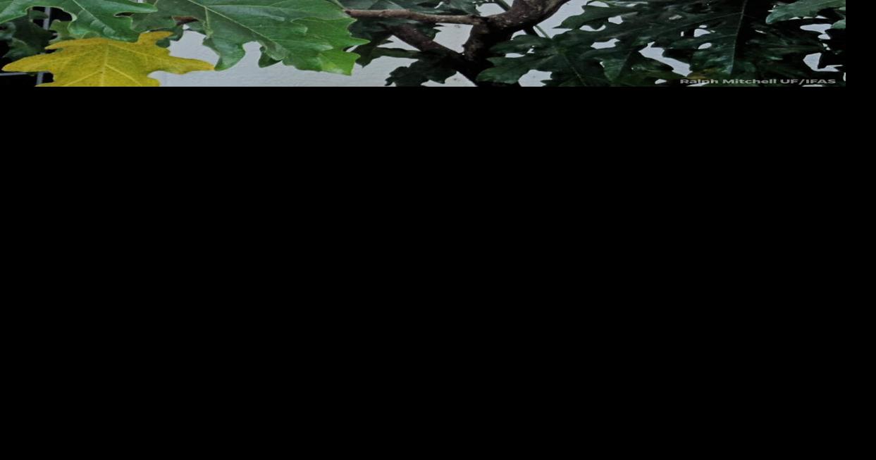 Column: The giant potato tree can be a showstopper | Port Charlotte ...