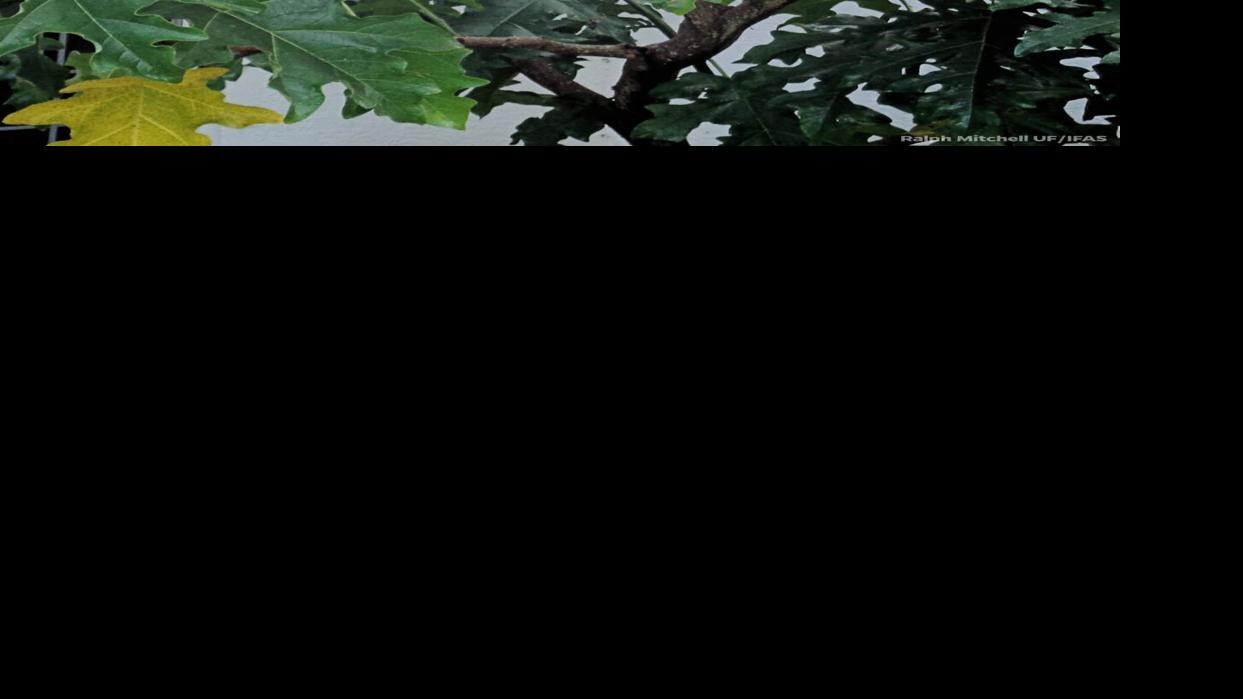 Column: The giant potato tree can be a showstopper | News | yoursun.com