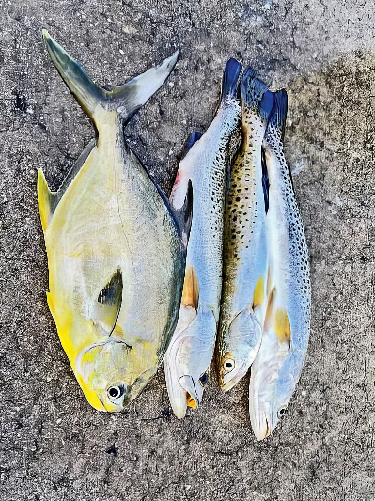 Florida pompano fishing rules upheld | Port Charlotte News | yoursun.com