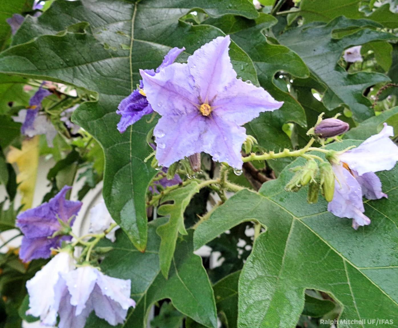 Column: The giant potato tree can be a showstopper | News | yoursun.com