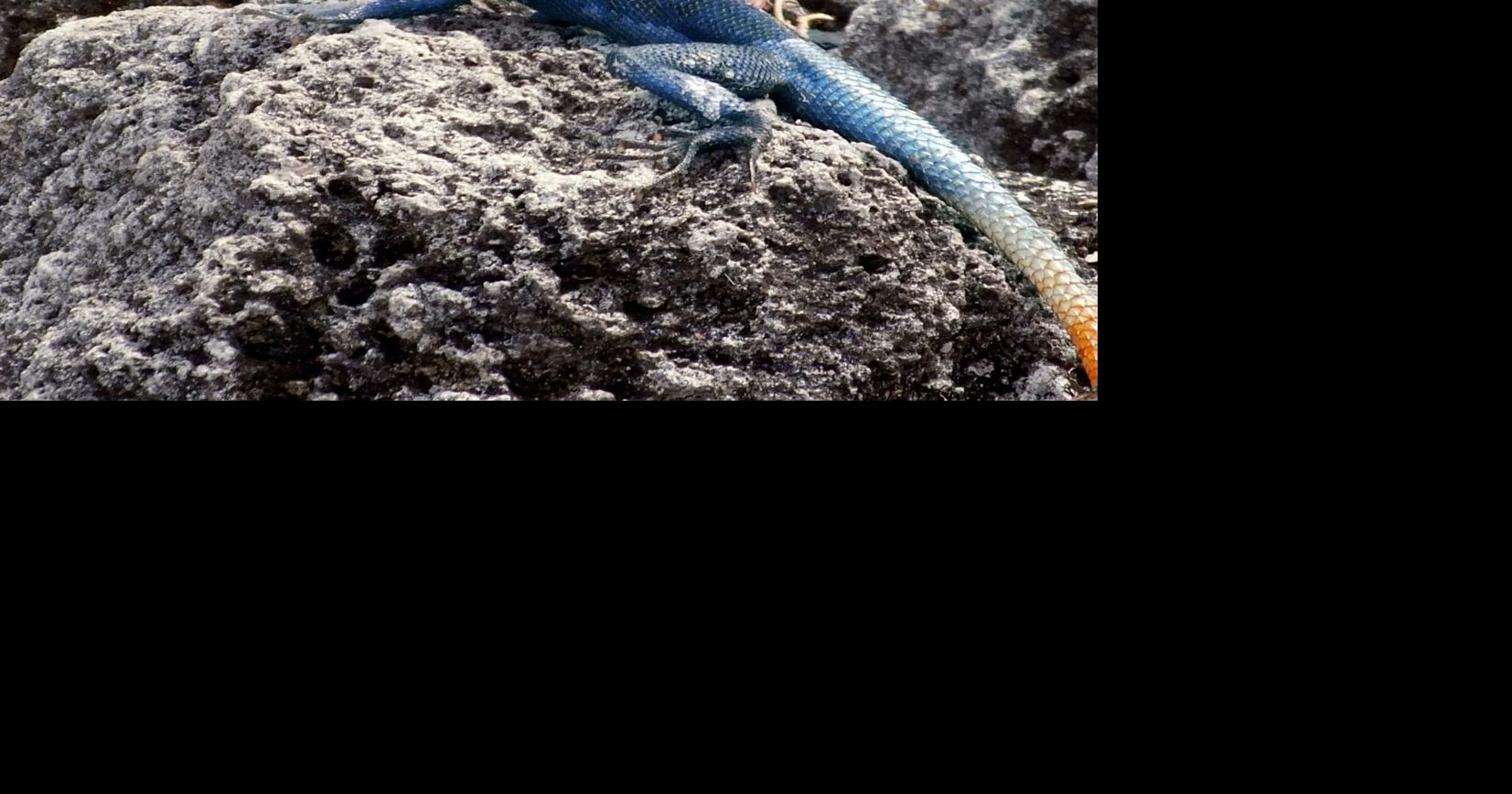 A lizard out of place | Waterline | yoursun.com