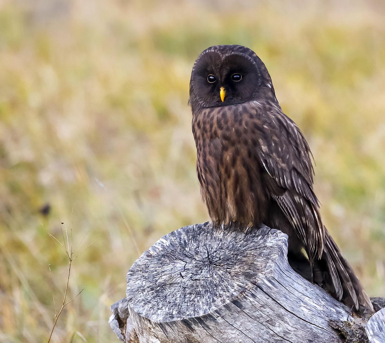 Black is beautiful: Melanistic birds are dark jewels of nature ...
