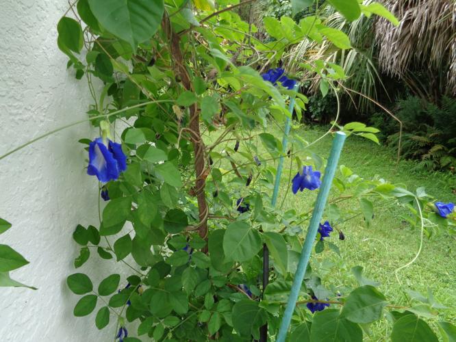 The butterfly pea — a deep blue flower | News Archives | yoursun.com