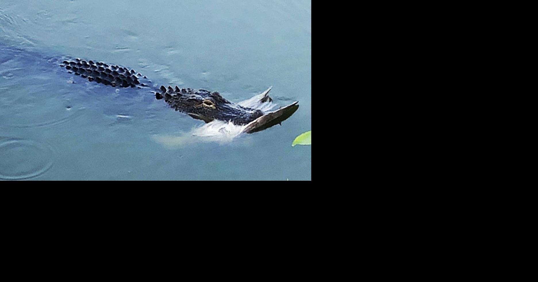 Gator vs. Great Blue Heron | News Archives | yoursun.com