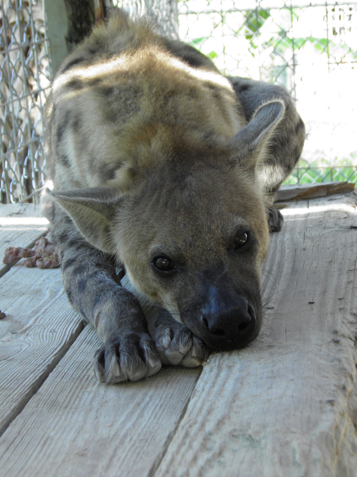 Call of the wild: Octagon Wildlife Sanctuary offers self-guided tours ...