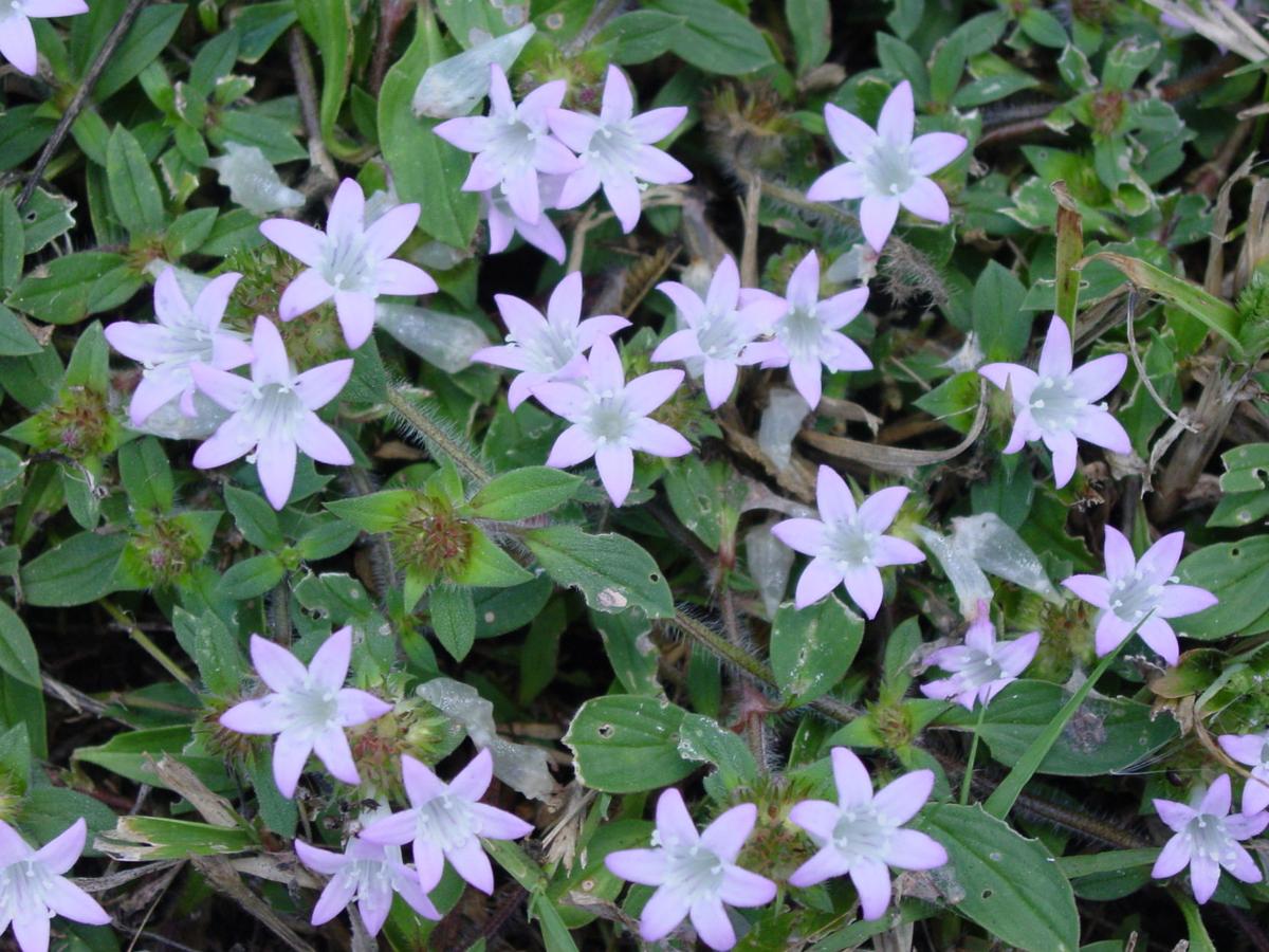 Large flower pusley – it’s back with a vengeance! | News | yoursun.com