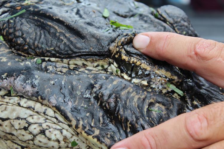 Veterinary students learn about gator anatomy | | yoursun.com