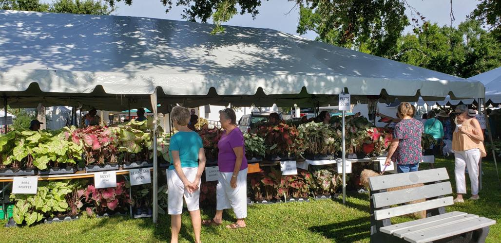 Caladium Festival a success despite Mother Nature | News | yoursun.com
