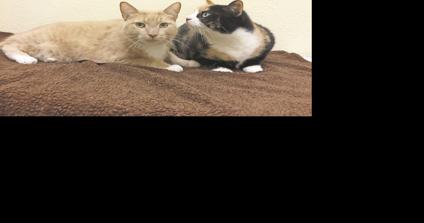 AWL Pet of the Week | News Archives | yoursun.com