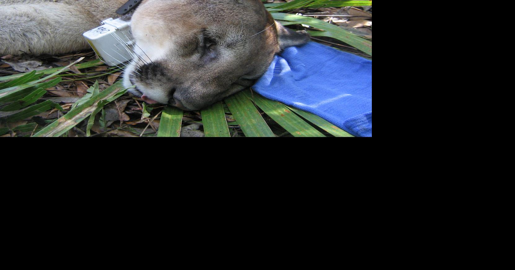 FWC asks public to share panther sightings | Waterline | yoursun.com