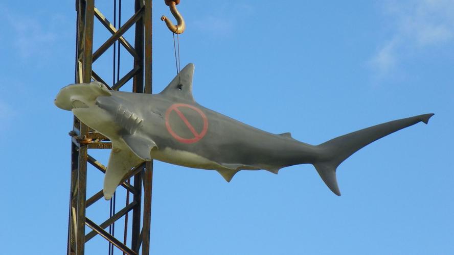 New Florida shark rules: Who cares? | Waterline | yoursun.com