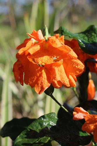 Crossandra – an explosively beautiful plant | News Archives | yoursun.com