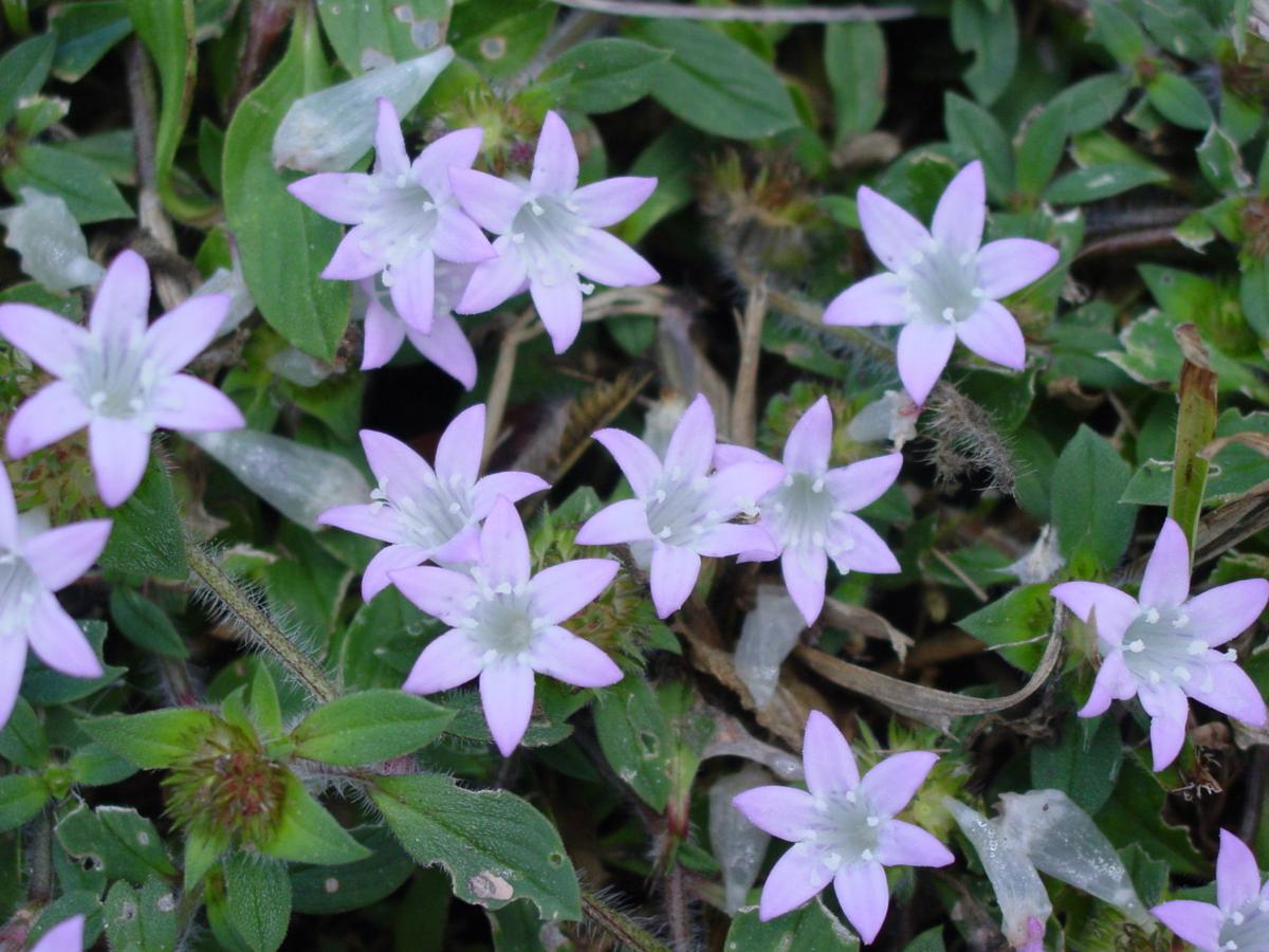 Large flower pusley – it’s back with a vengeance! | News | yoursun.com