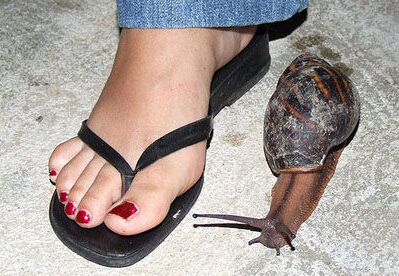 Quarantine in effect for invasive snail in Lee County | Port Charlotte ...