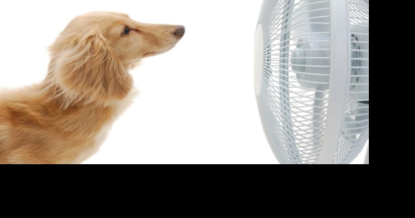 Keep pets cool this summer | News Archives | yoursun.com