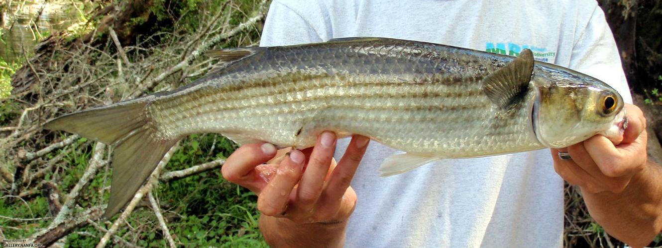 The much-maligned mullet | Waterline | yoursun.com