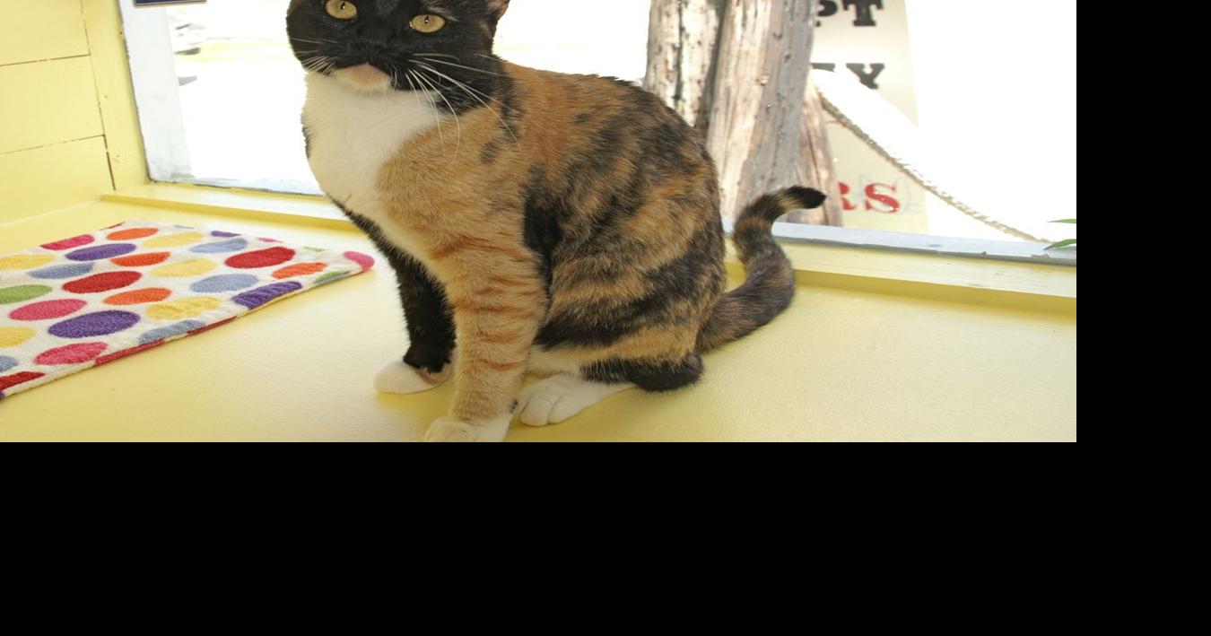 AWL Pets of the Week | News Archives | yoursun.com