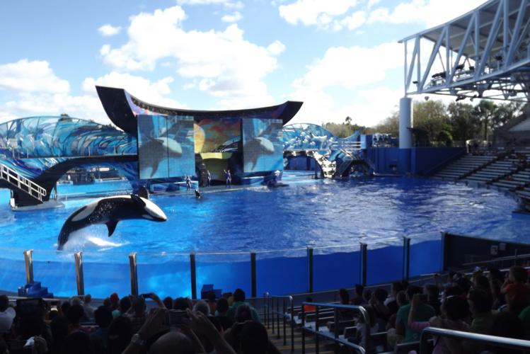 Shamu has more friends than ever at SeaWorld Orlando | Go! | yoursun.com