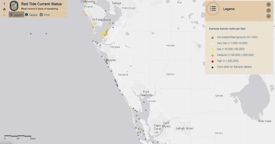 Toxic red tide blooms hitting Tampa Bay | News | yoursun.com