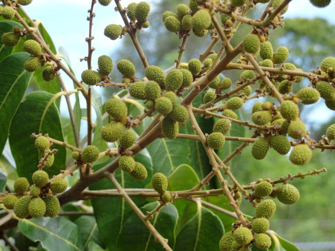 Cousin of the lychee, the longan | News Archives | yoursun.com